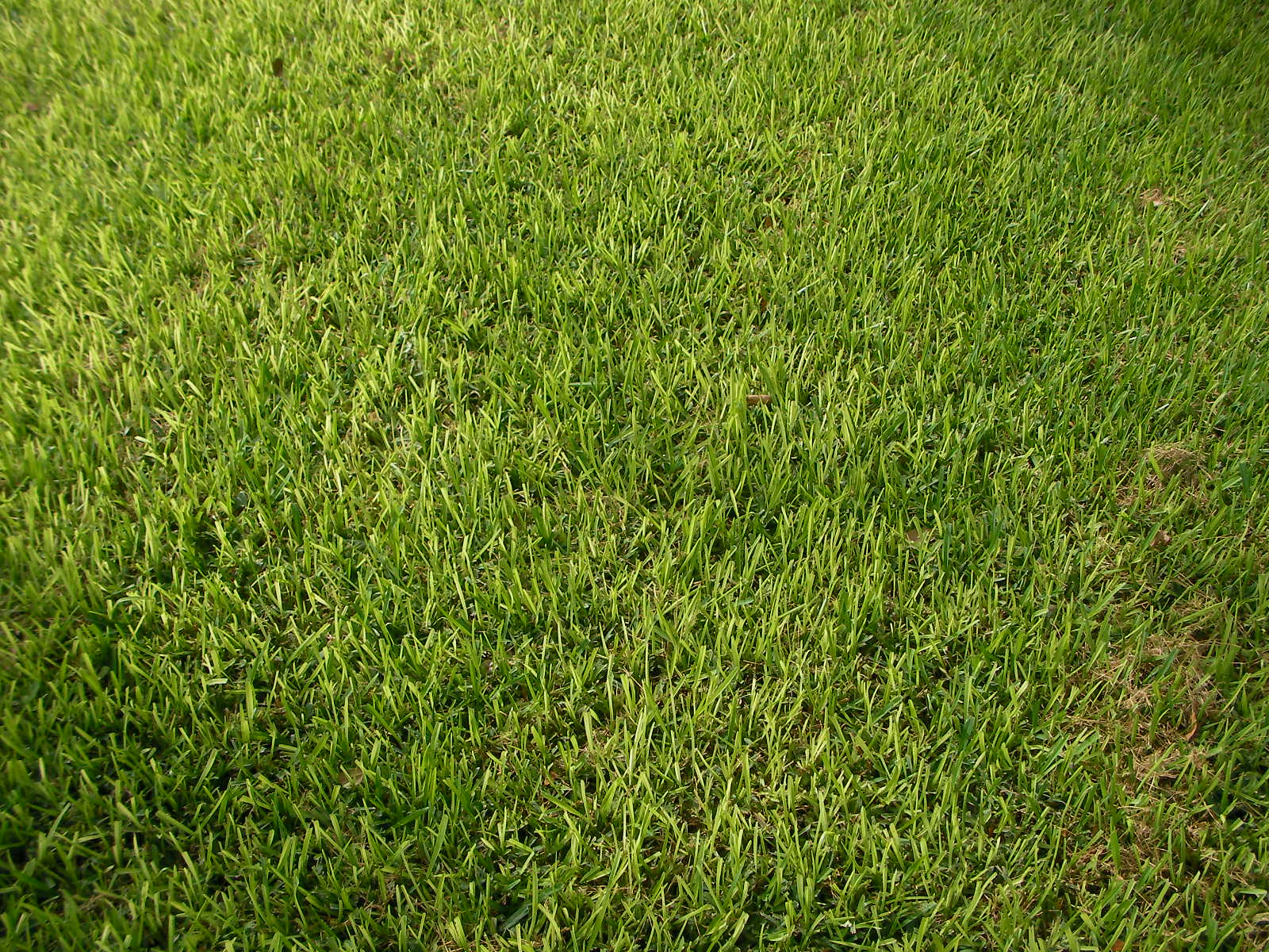 Yellowing St Augustine Grass